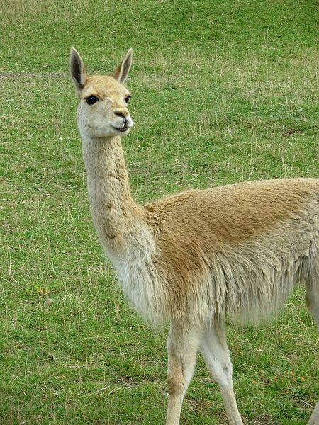 Vicuña