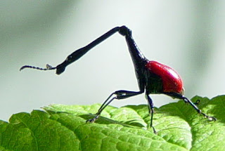 Giraffe Weevil