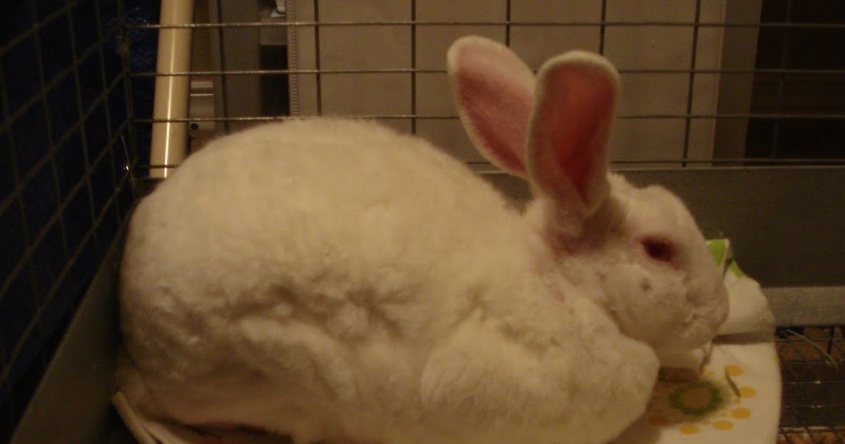 Life with Reno Rabbits: We have fur mites!