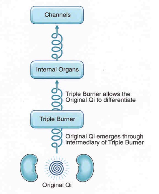Maciocia Online: BL-22 SANJIAOSHU