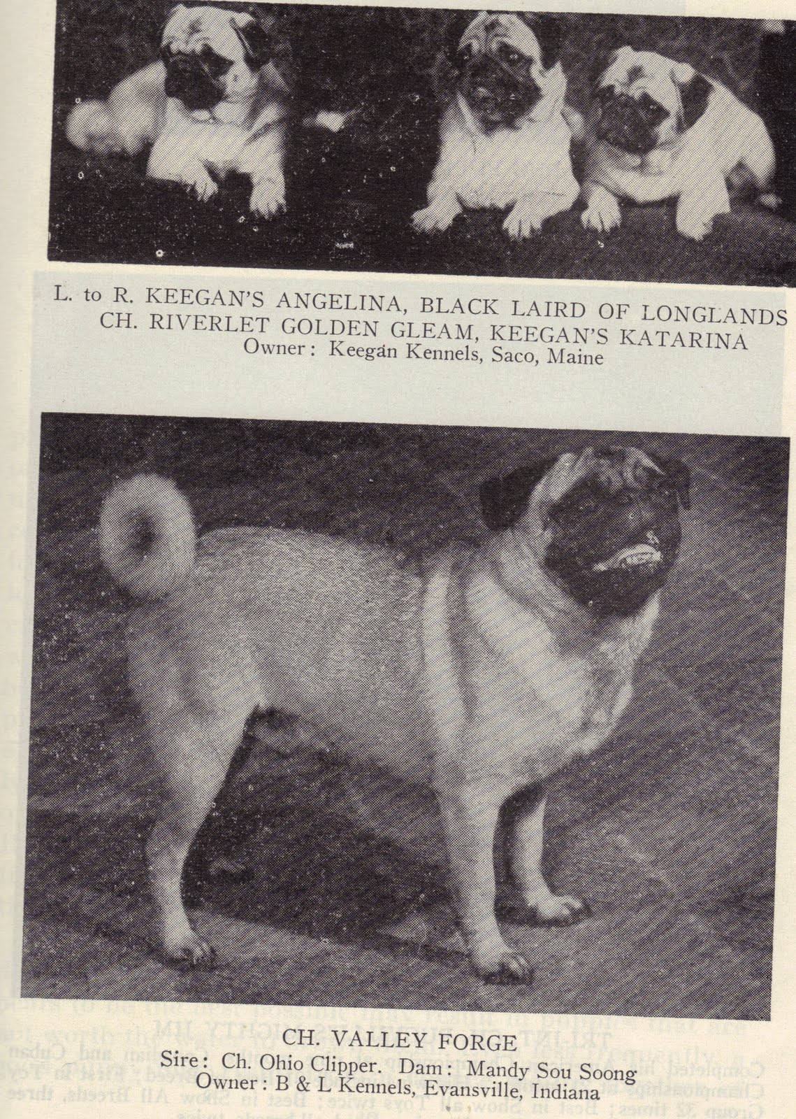 K-9 Solutions Dog Training, Inc.: As promised, pug history in photos ...