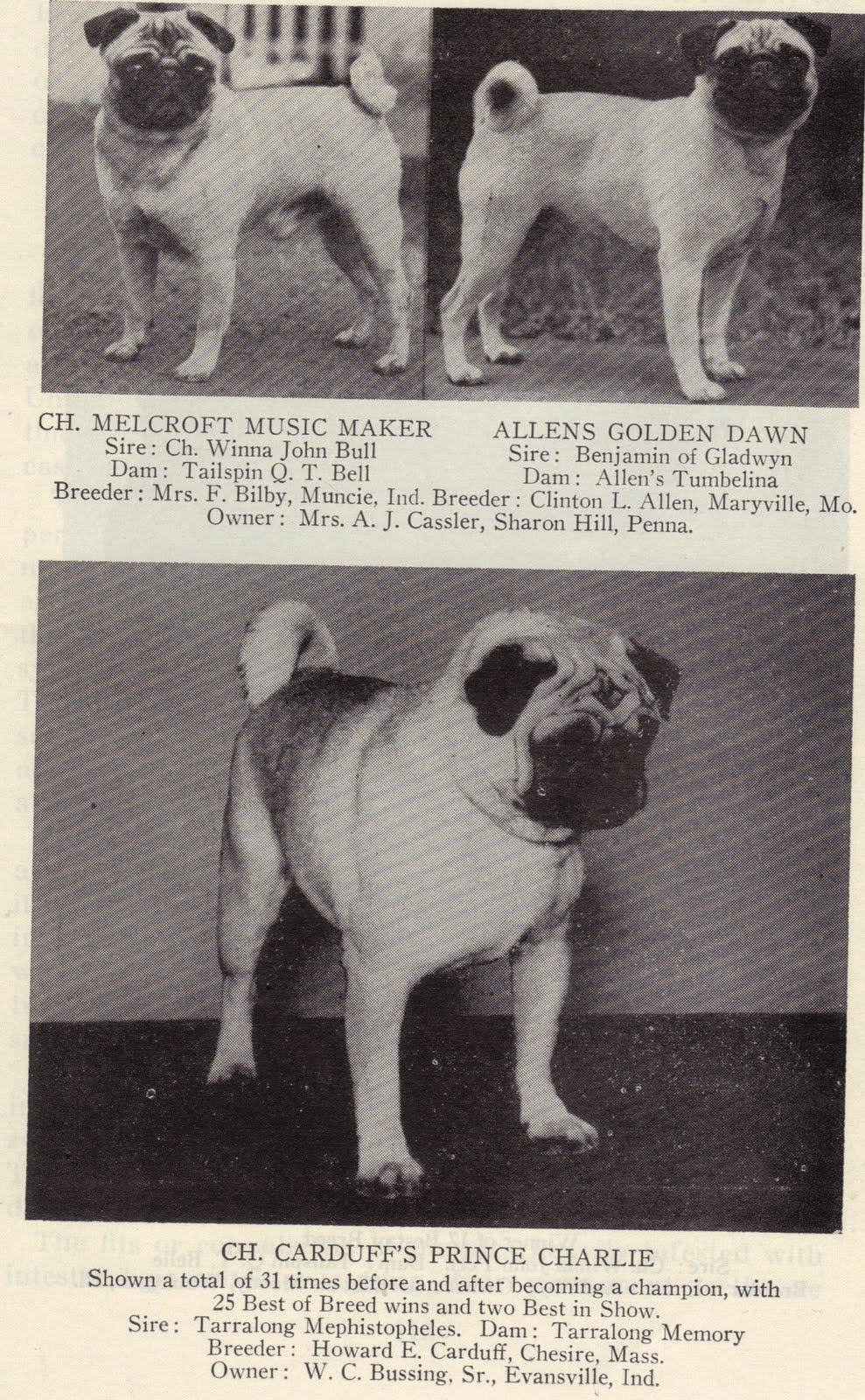 K-9 Solutions Dog Training, Inc.: As promised, pug history in photos ...