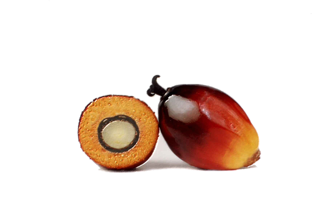 Belanja Benih Sawit: Belanja Benih Sawit Bersertifikat