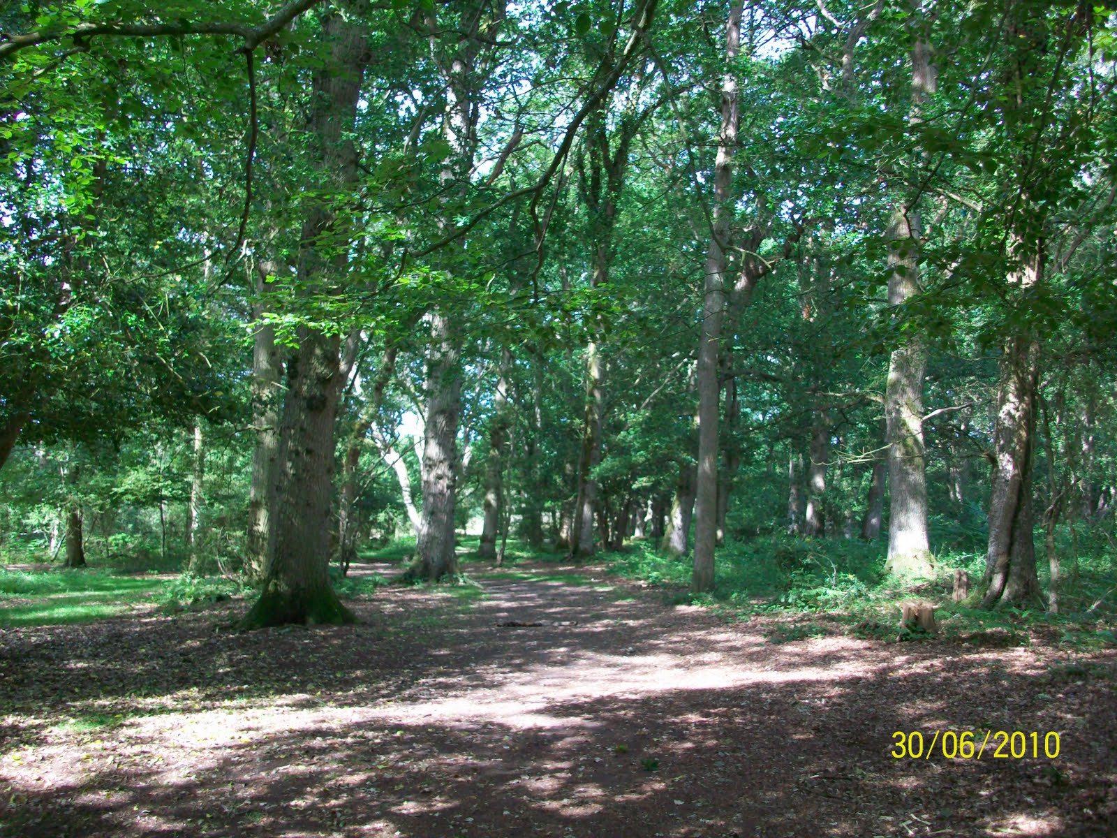 Adventure Before Dementia: The New Forest and Salisbury