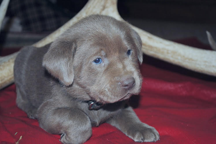 Silverfox Retrievers: Silver Labrador Retrievers