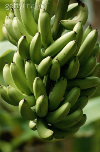 SUA LINHA DE ALIMENTOS FUNCIONAIS !: Você conhece a banana verde?