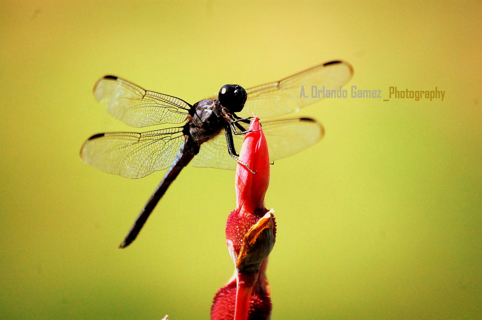 Orlando Gamez Photography: Libélula