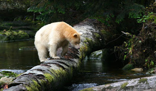 Touching Spirit Bear Novel Study: Cole's Character Sketch - Before and ...