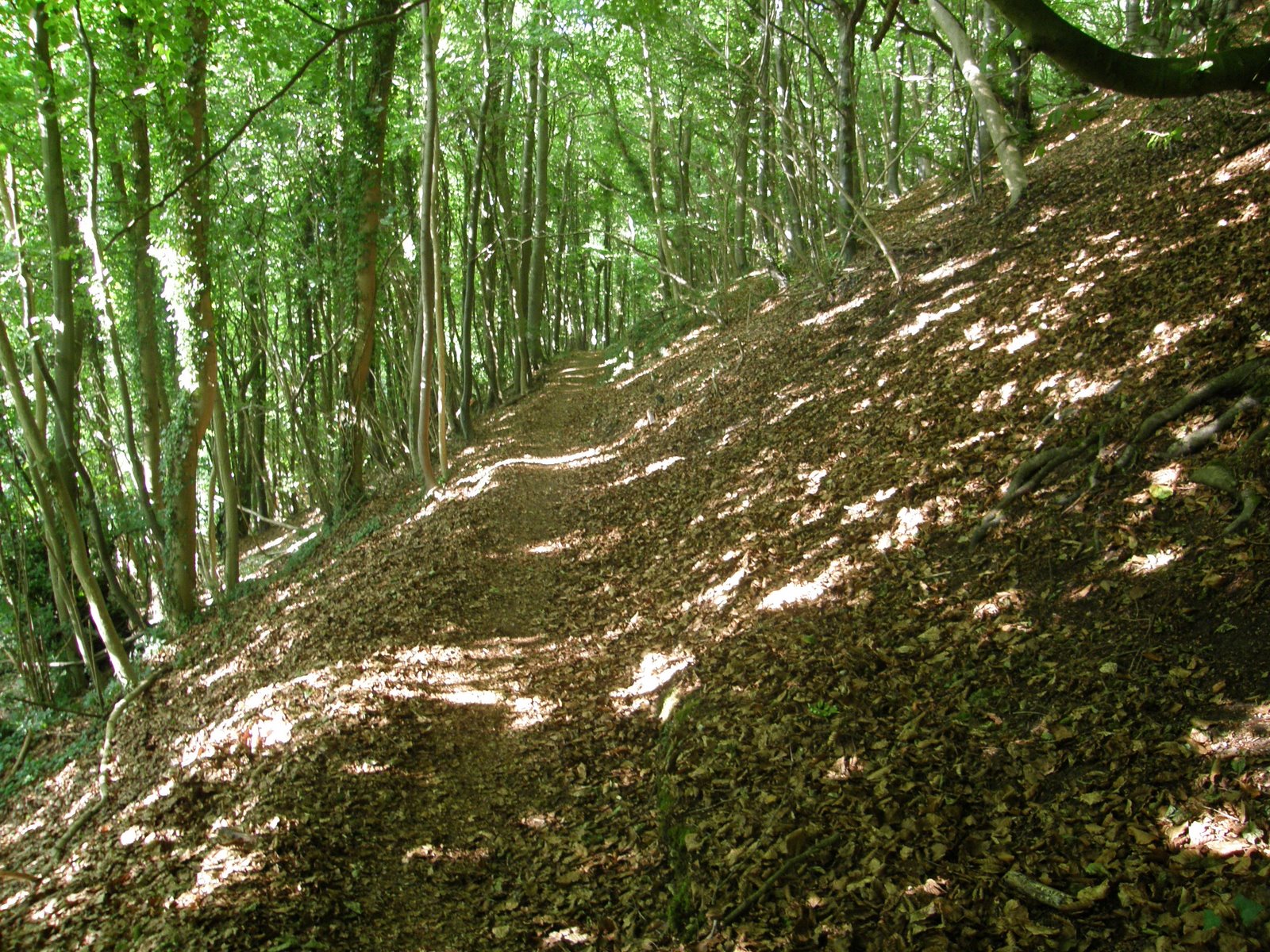 A Cotswold Year: Dappled Shade