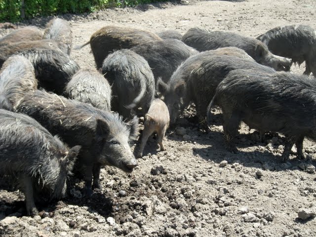 Stratford Culinary Tour: Perth Pork Products - Food Junkie Chronicles