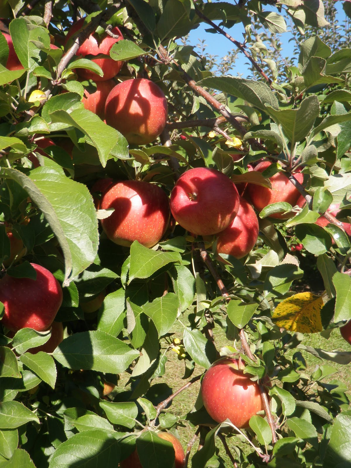 My 3 Munchkins: Pine Tree Apple Orchard