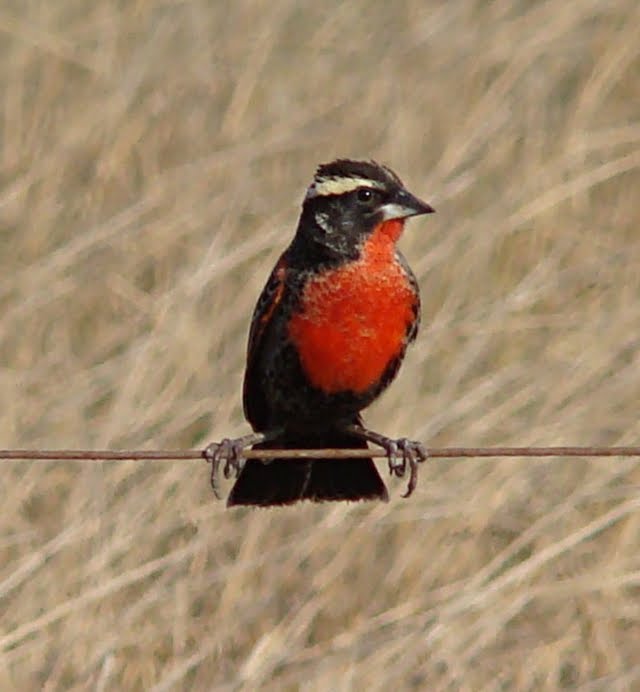 aves de Chacabuco: PECHITO COLORADO.
