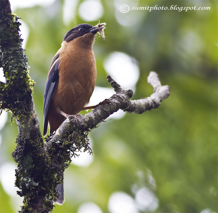 Viewing life with Sumit: Few Bird shots from Sikkim