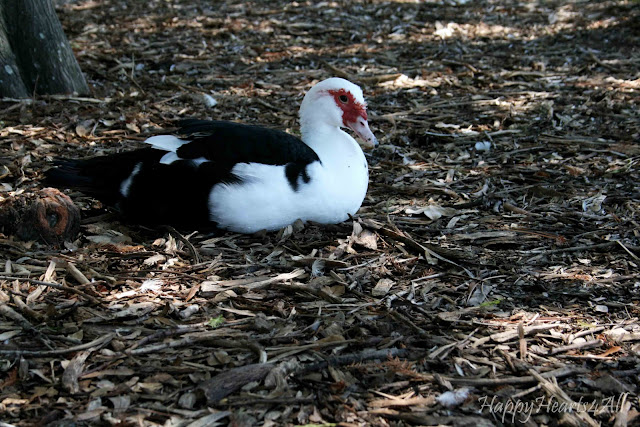 Happy Hearts 4 All: Triangle Tilt Surgery