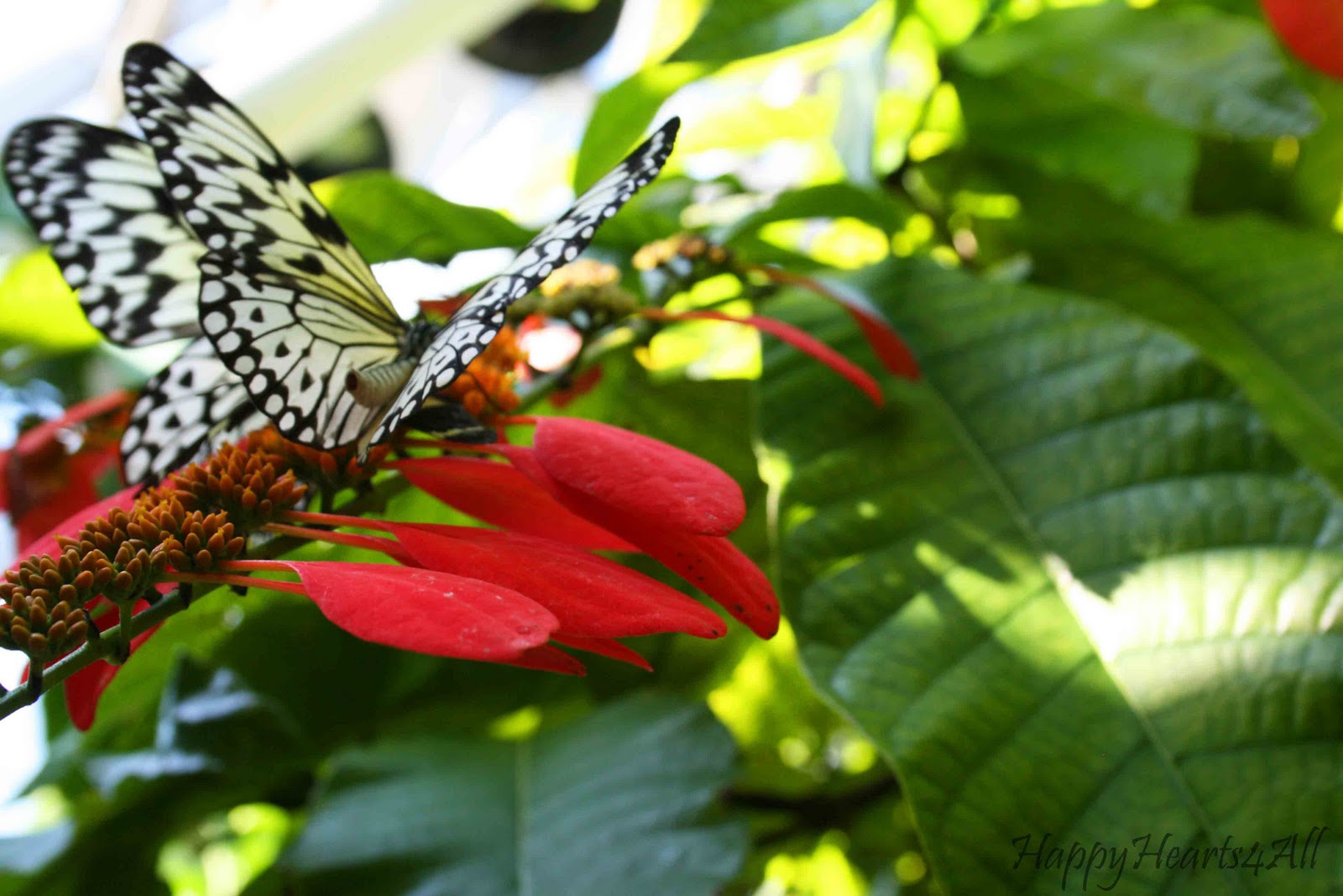 Happy Hearts 4 All: Triangle Tilt Surgery