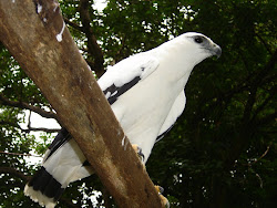Naturalezasiempre: Cartago (Costa Rica)