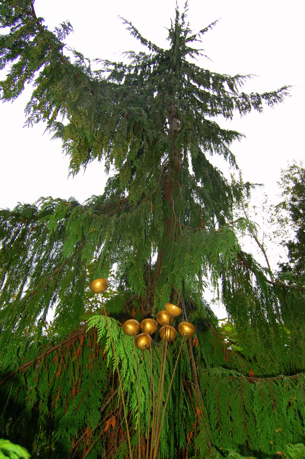 Ocean Breezes: Crazy For Trees