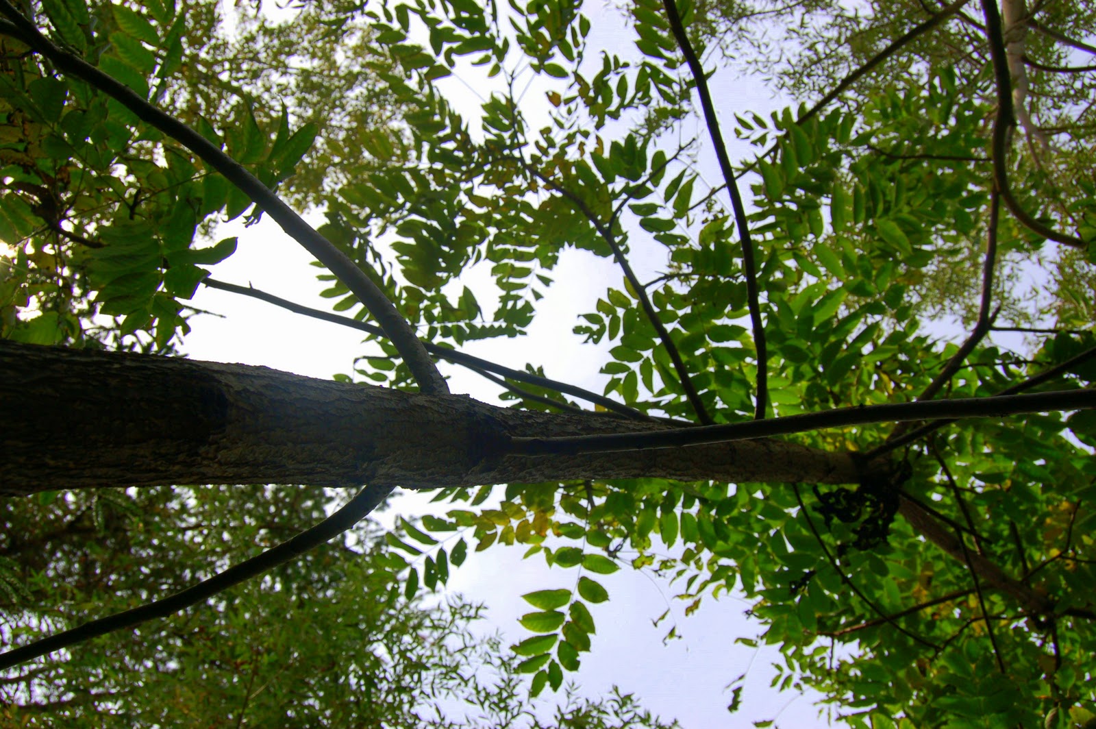 Ocean Breezes: Crazy For Trees