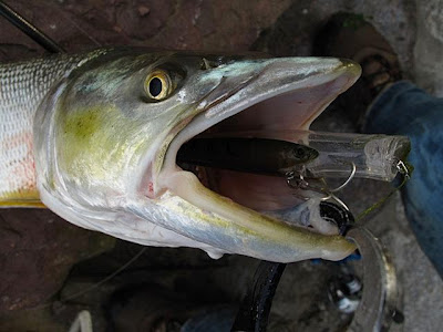 ANGLING WORLD 魔魚釣界: Fishing in China for Yellowcheck Carp ( Elopichthys ...