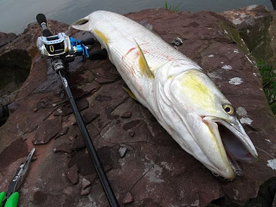 ANGLING WORLD 魔魚釣界: Fishing in China for Yellowcheck Carp ( Elopichthys ...