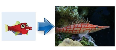 What FishVille Fishes Look In Real Life (My FishVille)