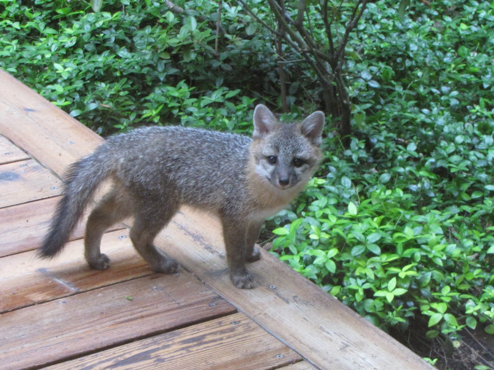Wildlife Bird Rescue Michigan - Animal Wildlife