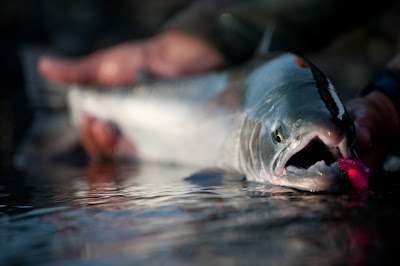 Pink Pollywogs and Poppers