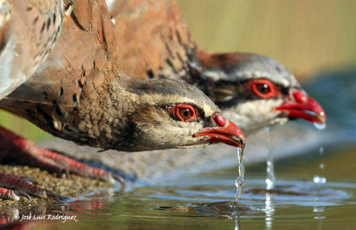 El mundo de las perdices