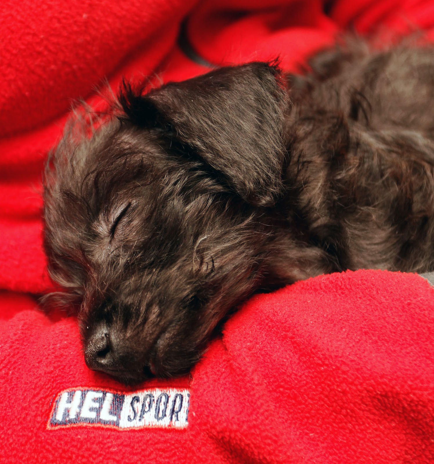 Miniature Pinscher Poodle Mix