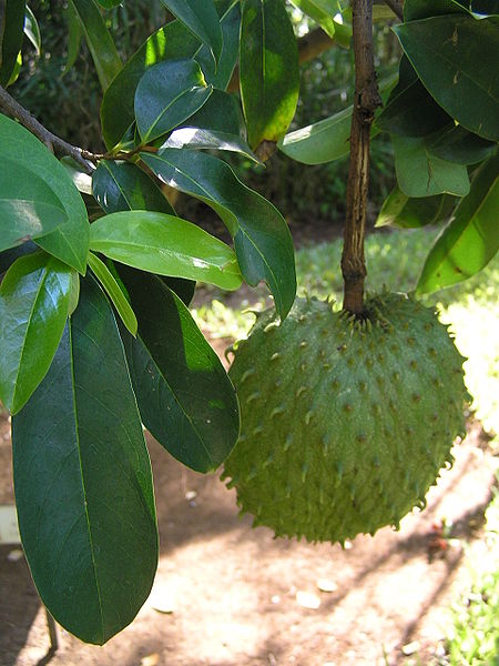 LeoWei's Fruits & Veggies Farm: Soursop, Guanabana, Graviola