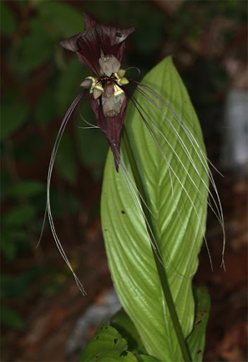 Hort Log: Bat Lily