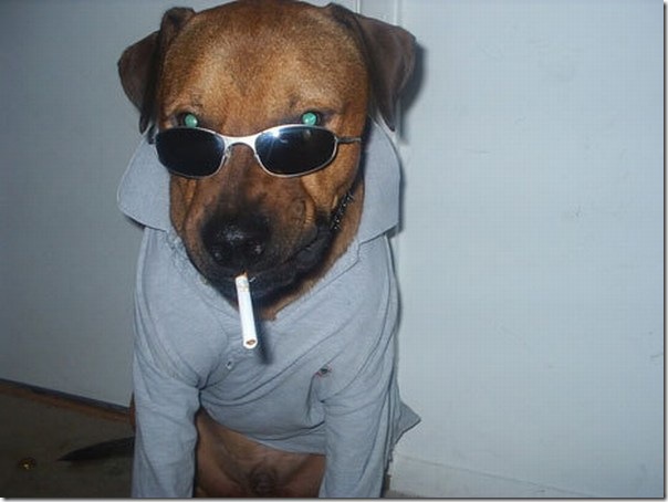 Crazy, Lazy, Silly and Strange: Chill dogs...