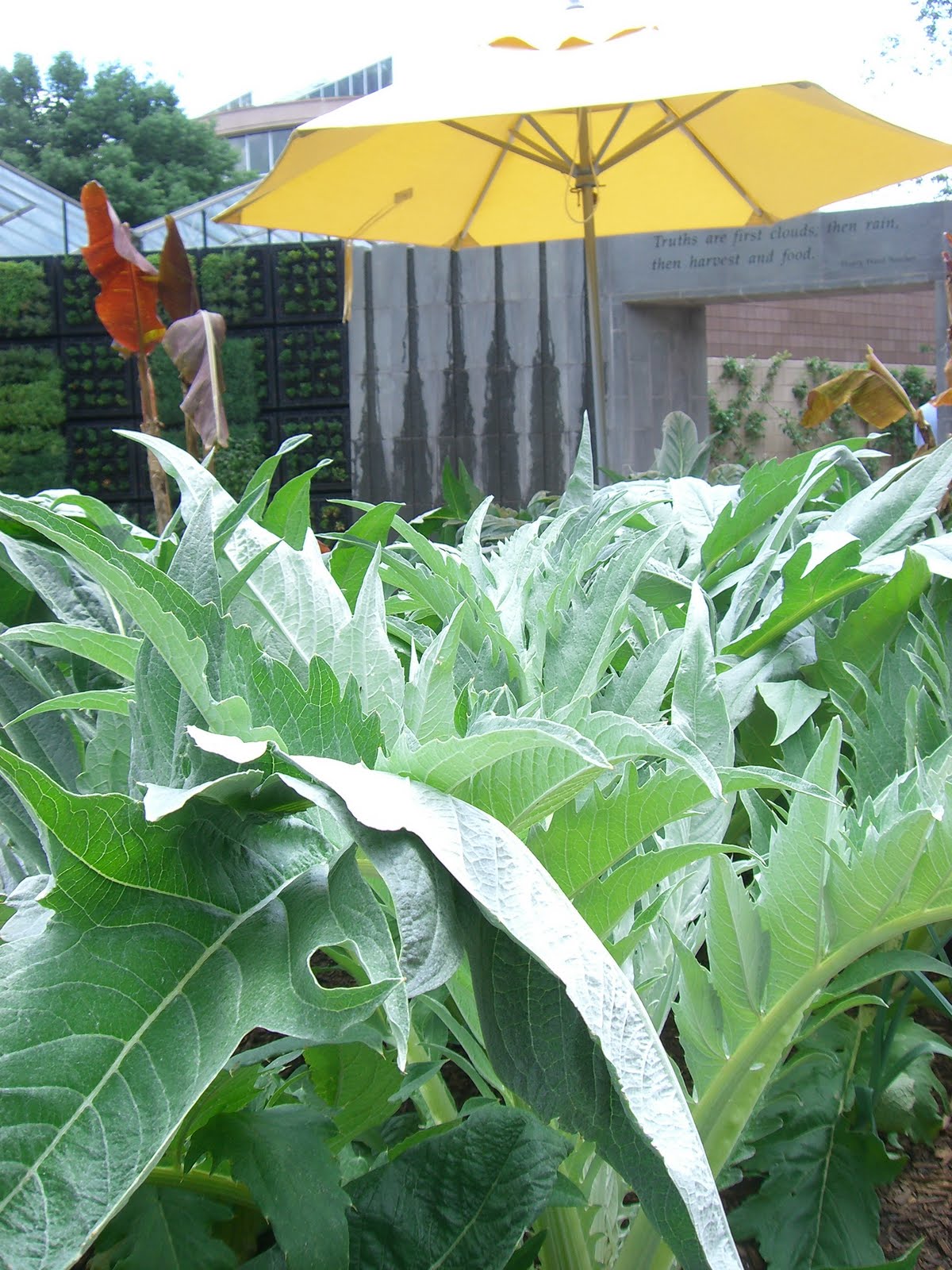 Plant to Plate: Cardoons!