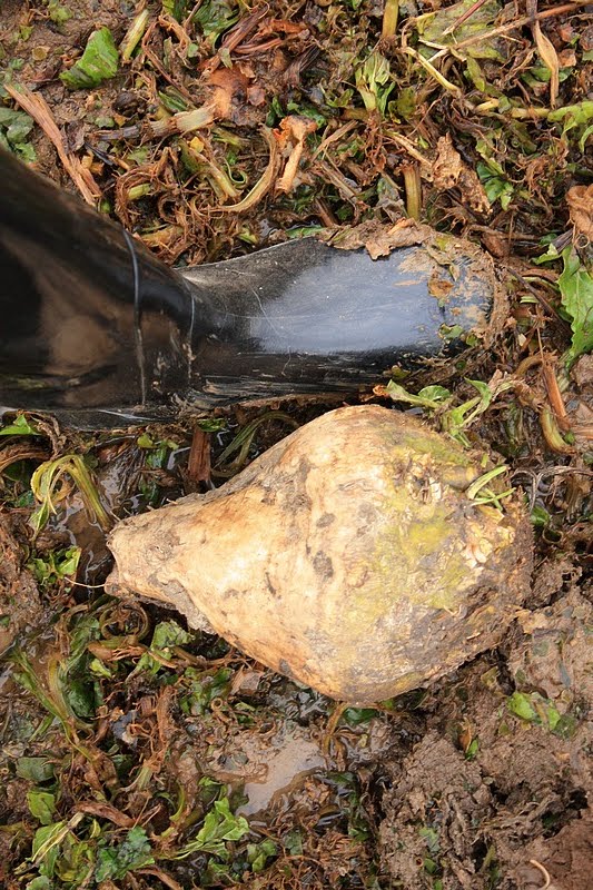 Andrea Szabó photography - Andrea Sabo photography: šećerna repa ...