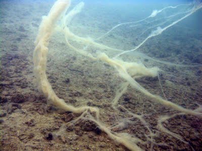 Καταγγειλτε blog: ΑΜΒΡΑΚΙΚΟΣ ΚΟΛΠΟΣ