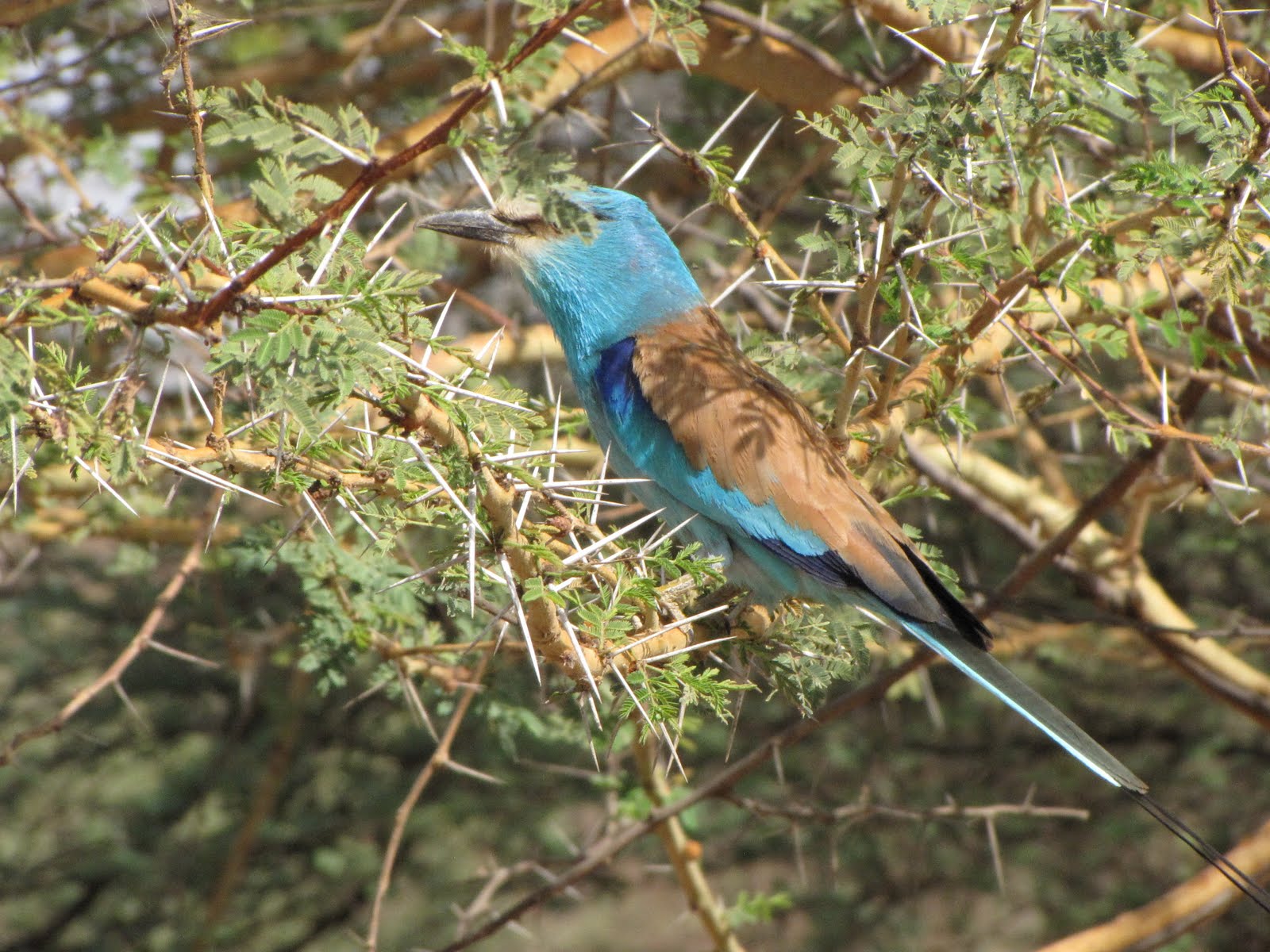 Postcards from Senegal: Game Park - More Pics