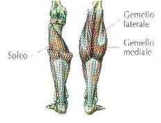 Allenamento del tricipite surale - FITNESS A 360°