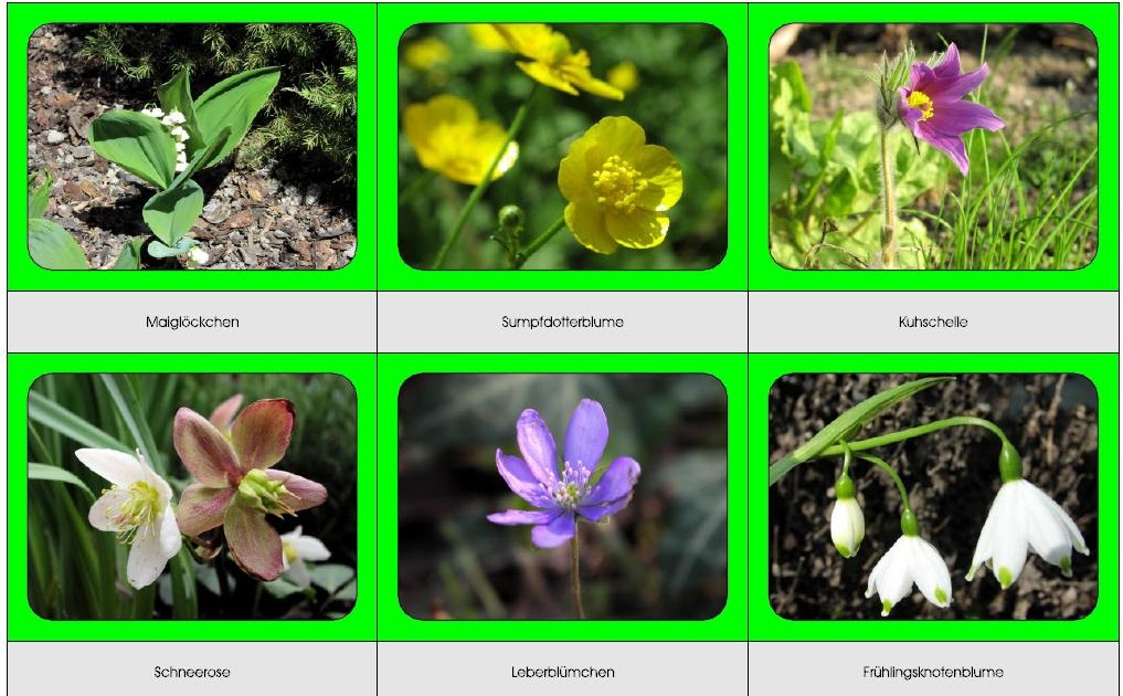 Förskoleburken: Vårblommor bilder