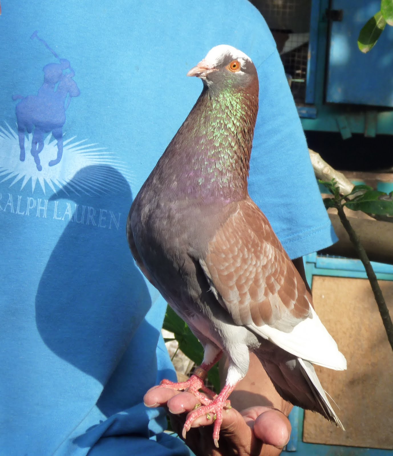 MERPATI BALAP TINGGIAN: Jelajah Jr - Merpati Tinggi