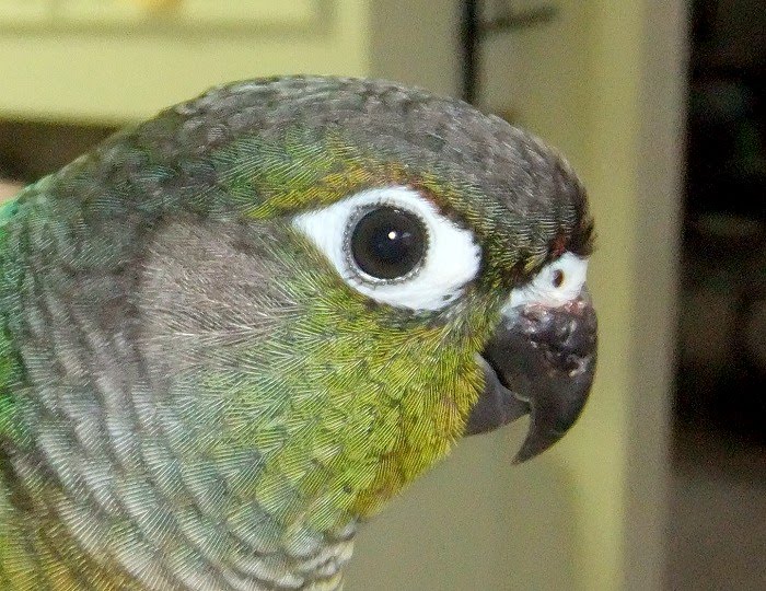 Almost Angels Aviary: Green Cheek Beak Injury