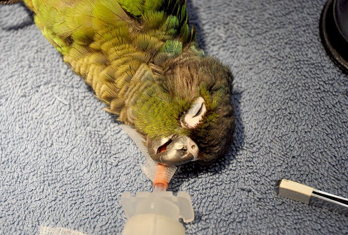 Almost Angels Aviary: Green Cheek Beak Injury