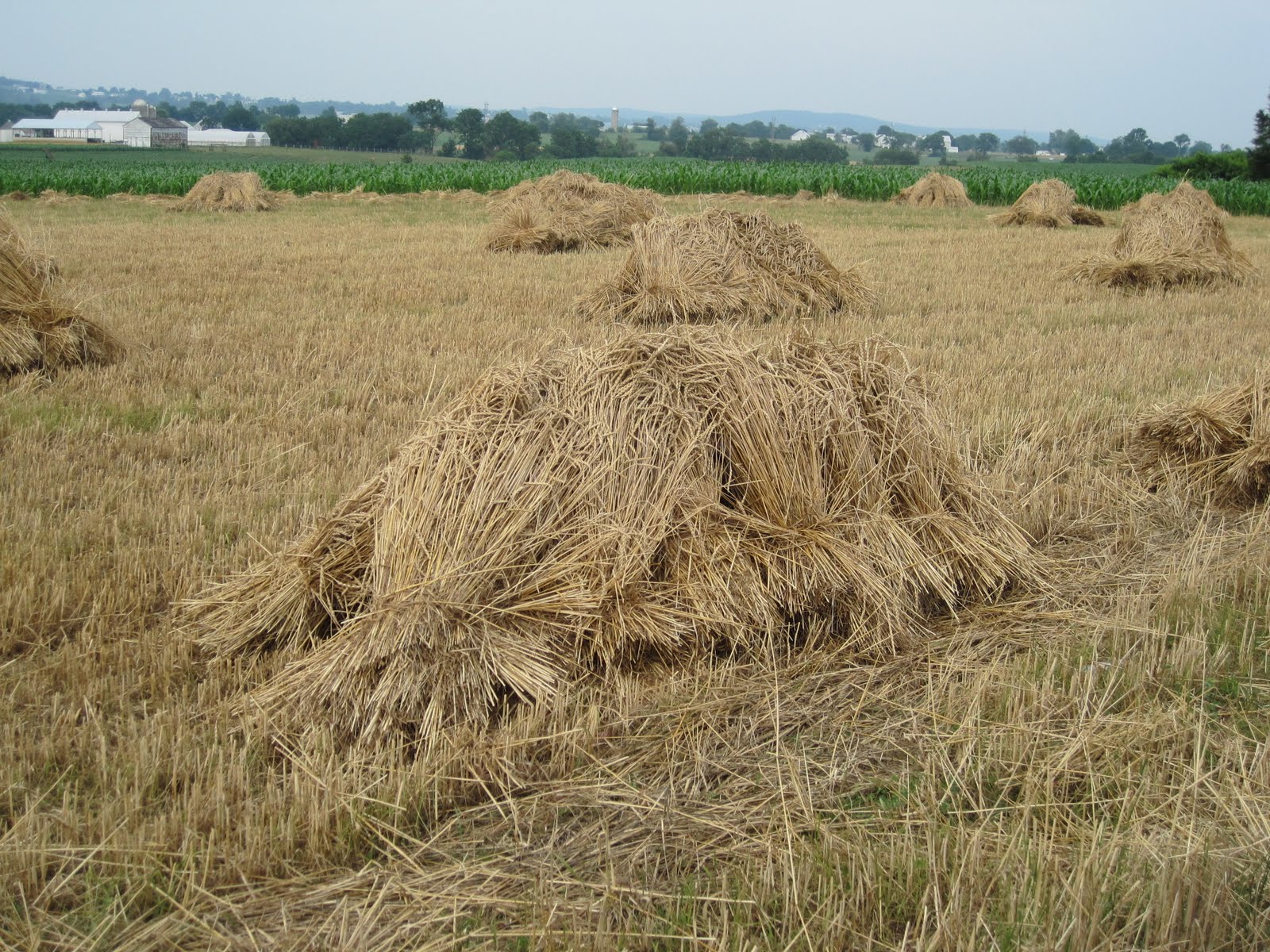 Escape with Karen and Maggie Mae: Shady Maple