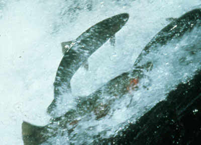DO YOU KNOW WHY?: Why do Salmon go upstream to spawn?