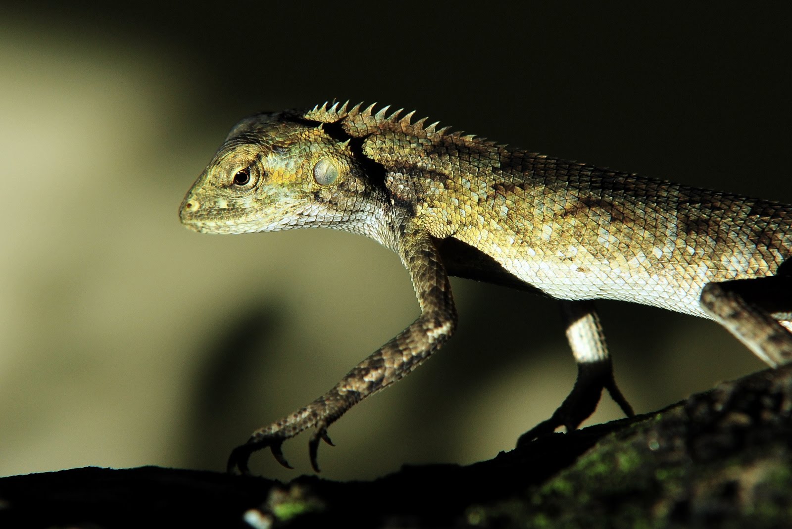 MANSAM DARKROOM: Sumpah Sumpit