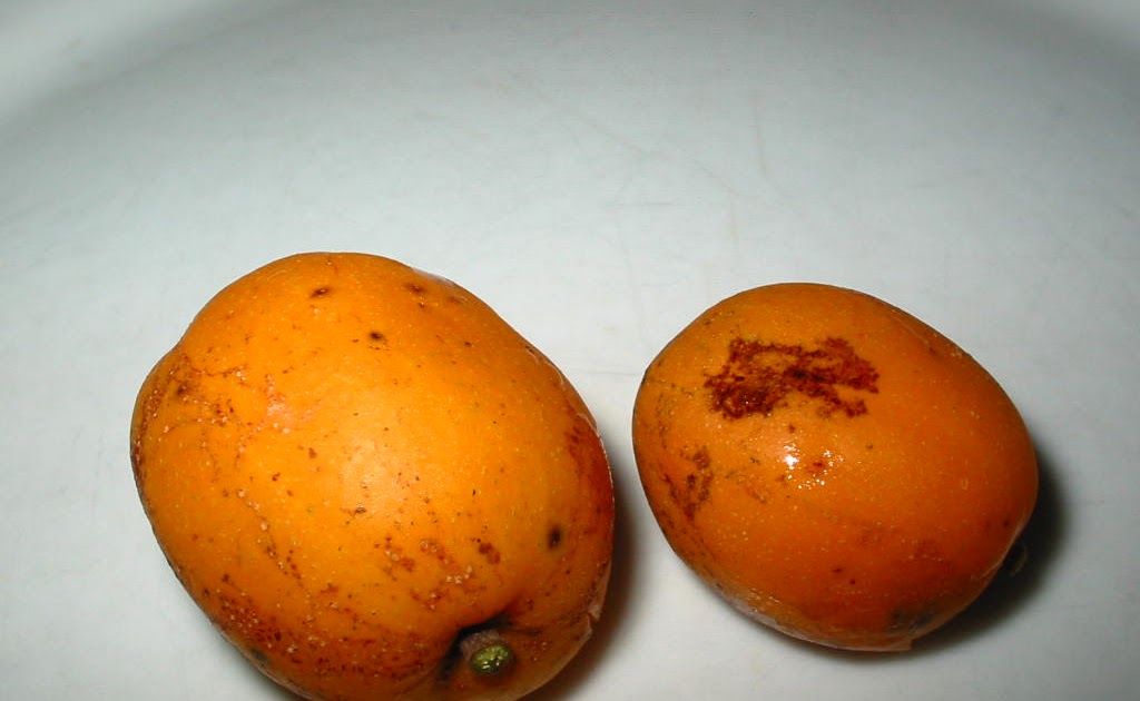 Phronesisaical: Cajá or Taperebá