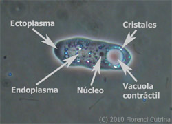 Vahlkampfia sp. - El mundo de Hydra