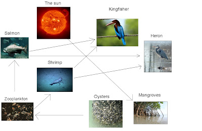 Sine Saloum: Mangrove food web