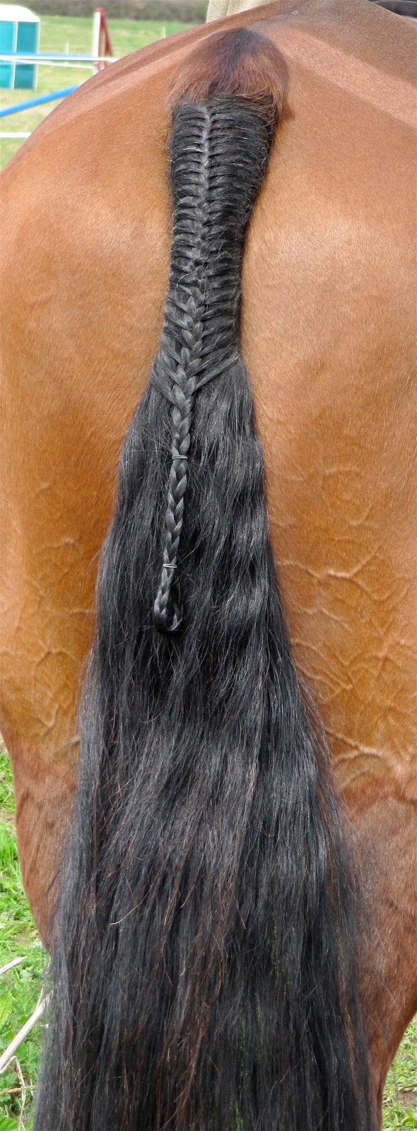 mountainear: In which I try to overcome my irrational fear of the horse