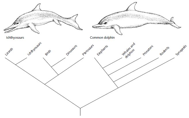 Parallel Algorithm for Phylogeny