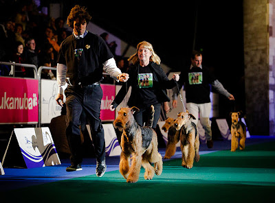 Erdel Terijer: European dog show AIREDALE TERRIER 1.10.2010